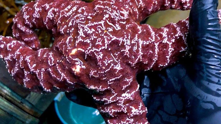 Evolution in Action Revealed by Stunning New Starfish-Like Fossil