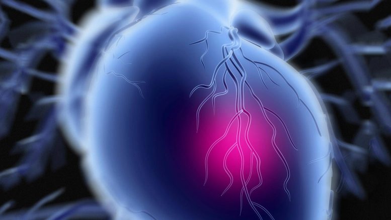 How To Repair a Damaged Heart: Key Mechanism Behind Heart Regeneration ...