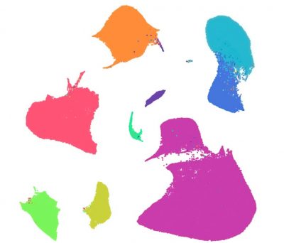 Detailed Cellular Map of the Human Heart Created – Could Guide ...