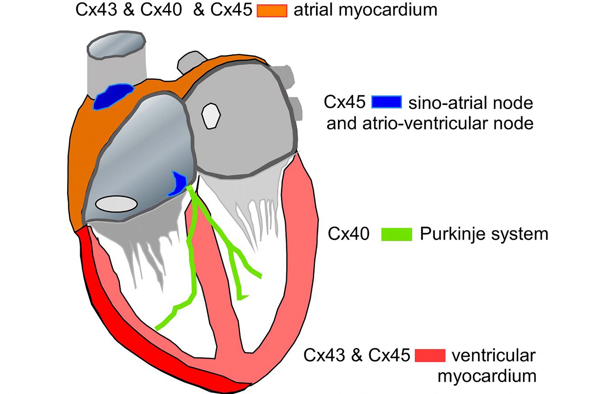 Electric Signals Between Individual Cardiac Cells Regulate Heartbeat ...