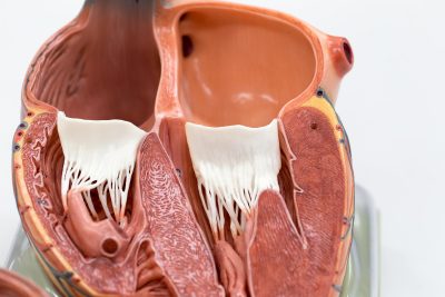 Insights Into the Dynamic Ultrastructure of the Heart – Thanks to New ...