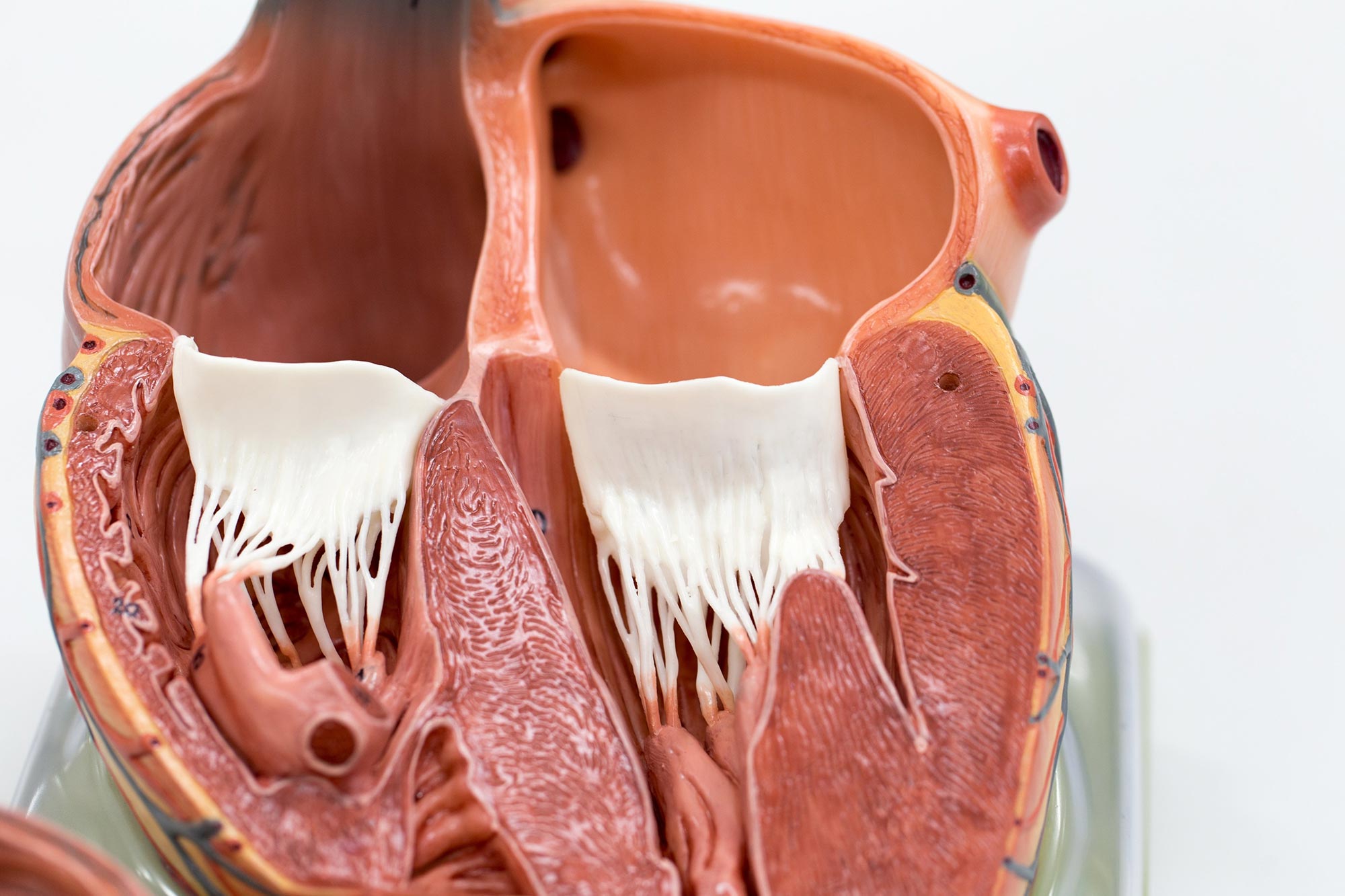 Insights Into the Dynamic Ultrastructure of the Heart – Thanks to New ...