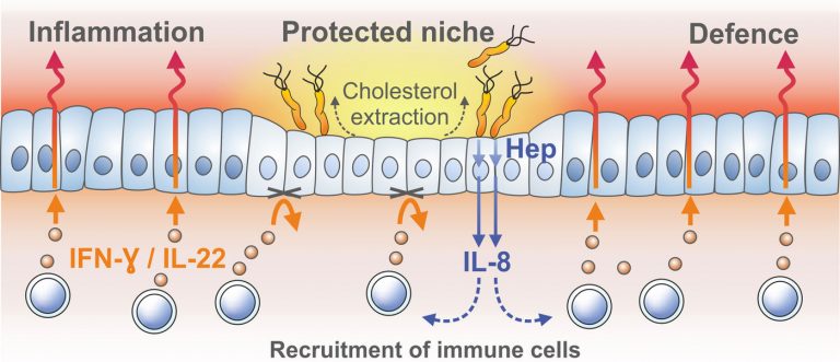 How Helicobacter Pylori Generates An Immune System Blind Spot