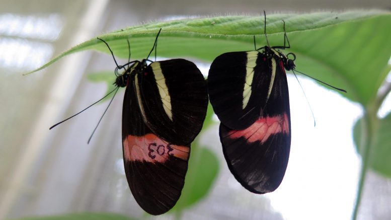 Scientists See the Invisible: How Butterflies Make Transparent Wings