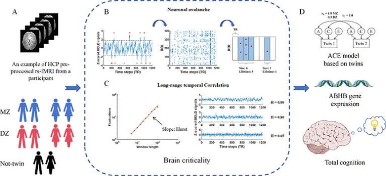 Is Intelligence Genetic? Scientists Discover Heritable Brain State That ...
