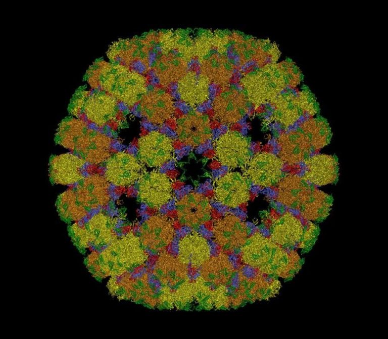 Geometry Goes Viral: Math Used to Solve Virus Puzzle
