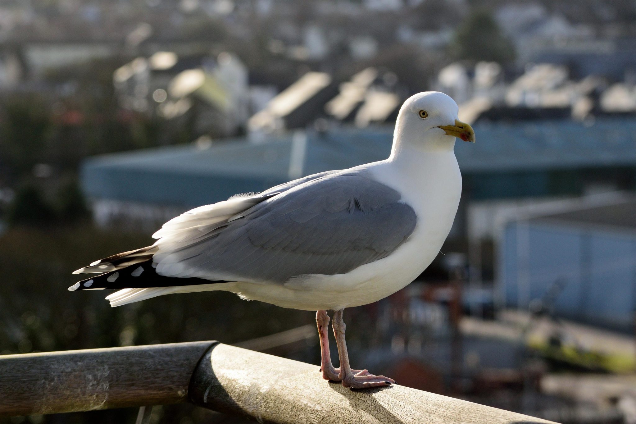Seagulls Favor Food They’ve Seen People Holding