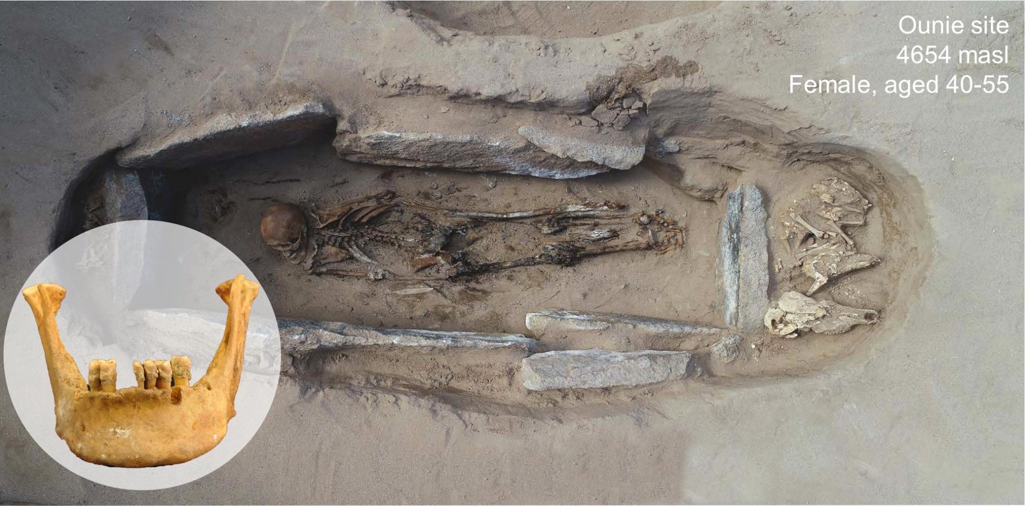 Got Milk? Ancient Tibetans’ Dairy Secrets Revealed in Groundbreaking Study