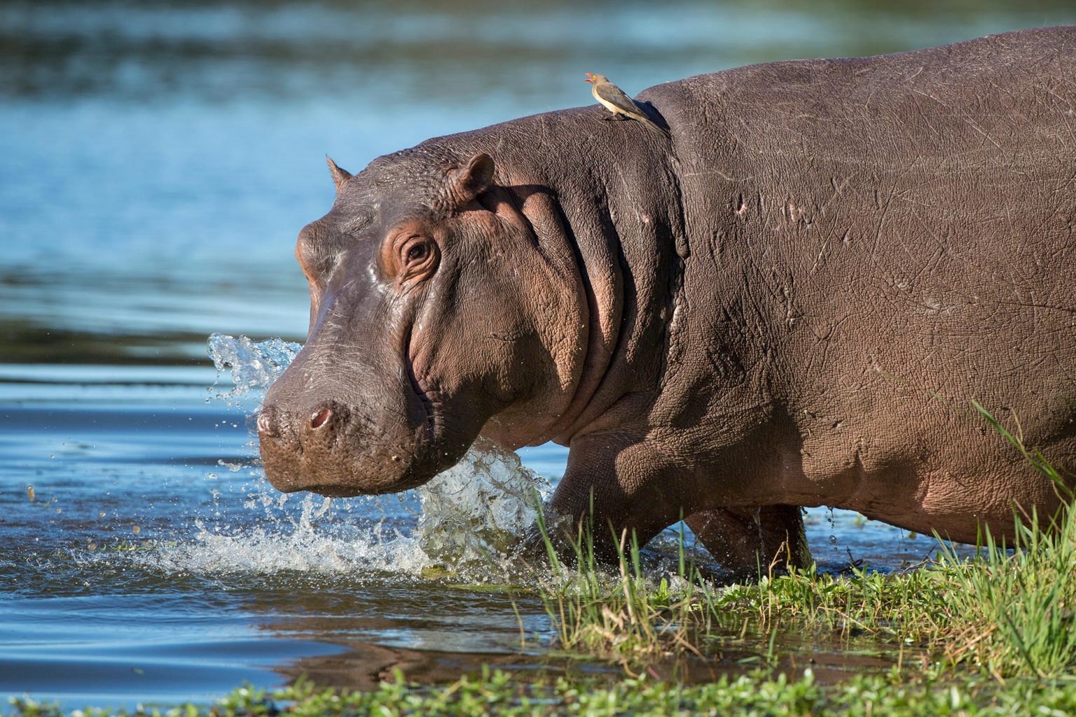 How Pablo Escobar’s Hippos Can Counteract a Legacy of Extinctions and ...