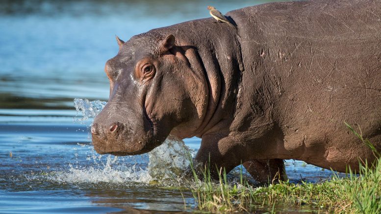 Hippos Recognize Each Other’s Voices – And Respond Differently to Calls ...