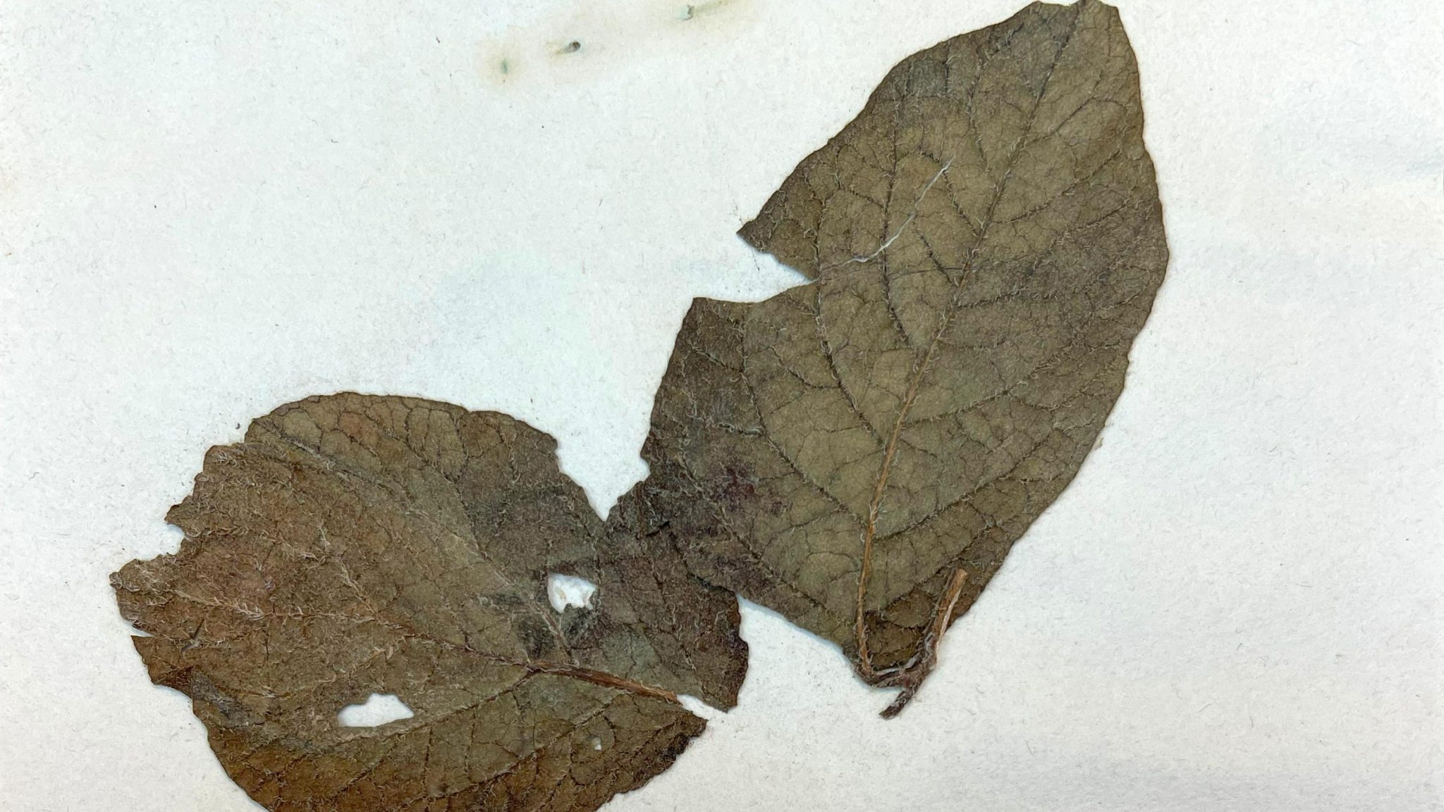 Ancient DNA Reveals Secrets of Potato Pathogen Wars