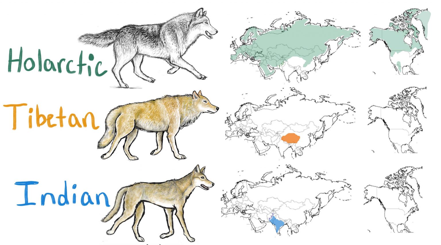 An Ancient Lineage: Indian Wolf Among World’s Most Endangered and ...