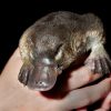 First Major Discoveries Reported From Project to Read Complete Genetic ...