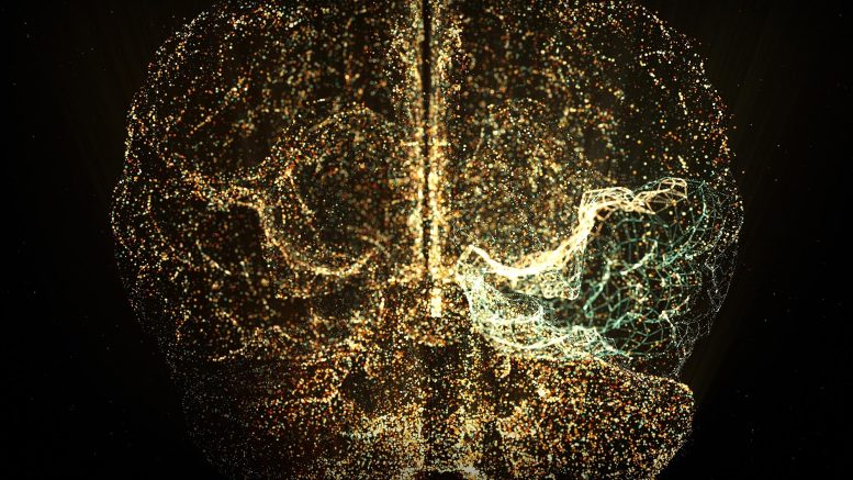 Brainless Slime Mold Physarum polycephalum Shows Intelligence