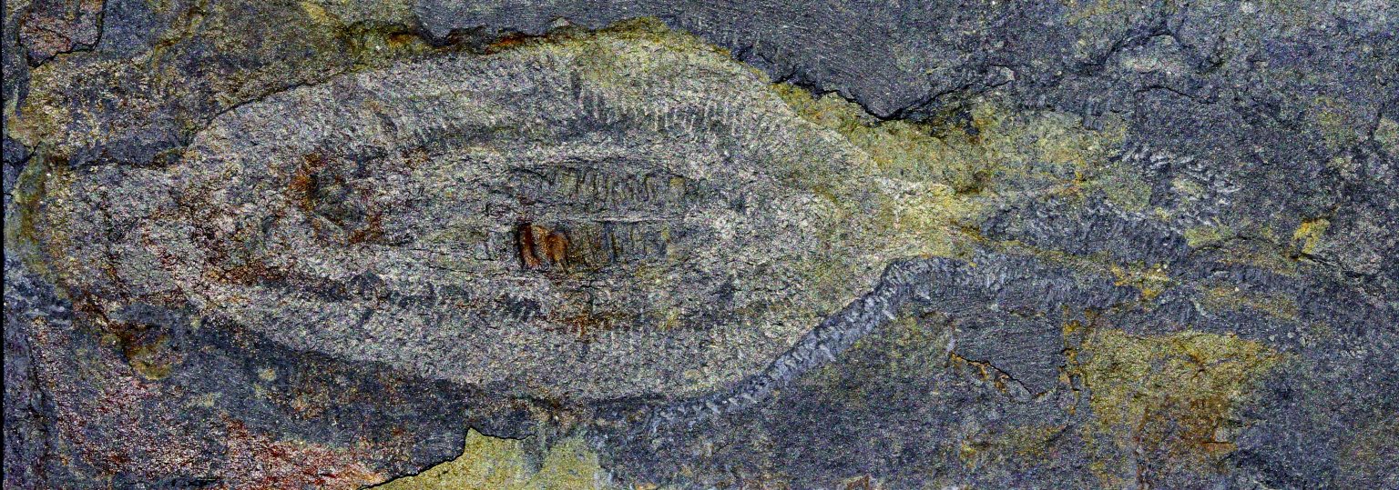 Ancient Fossil Discovery Solves 500-Million-Year-Old “Squid” Mystery