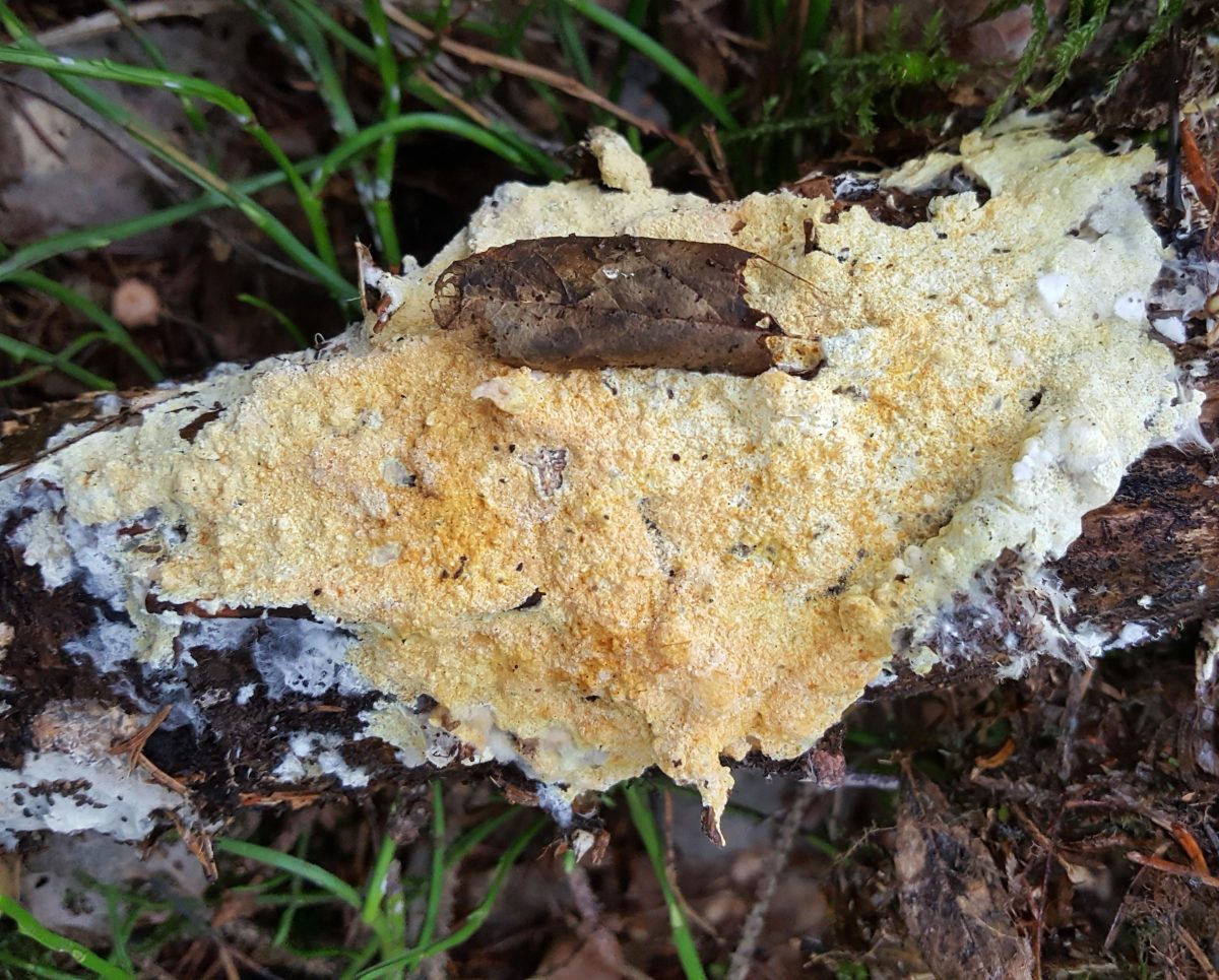 Scientists Discover “Shy” New Fungus Species