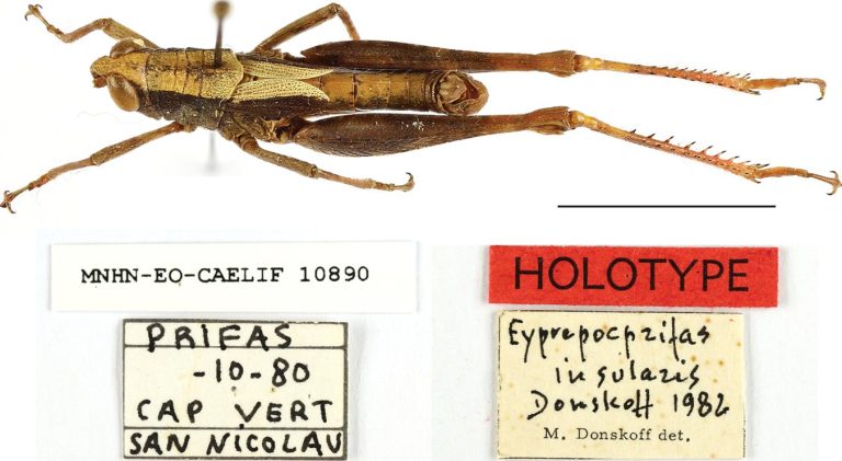 “Living Fossil” – Elusive Insect Thought To Be Extinct Rediscovered ...