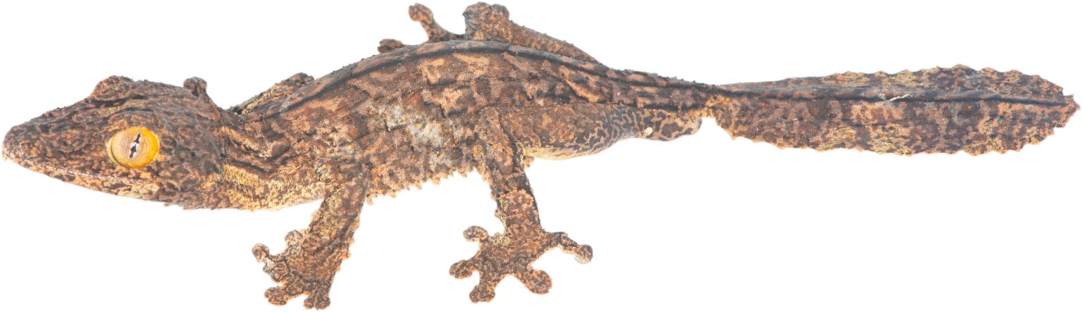 A Master of Disguise – Scientists Discover New “Cryptic” Species of ...