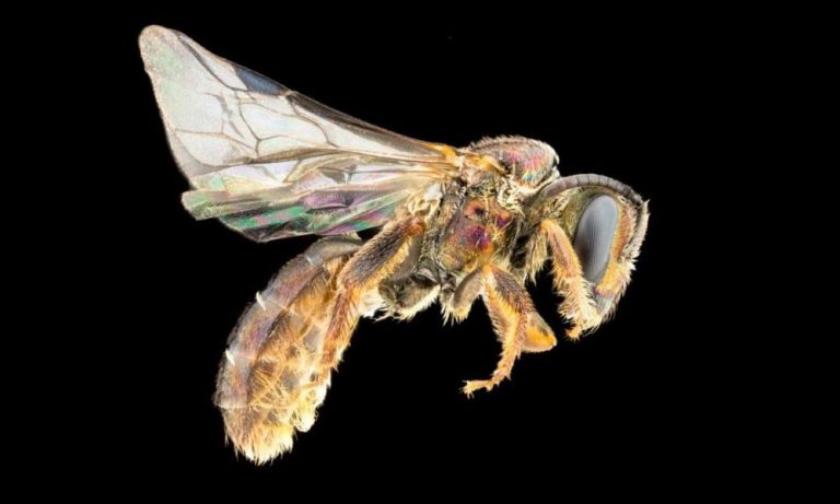 Colorful New Bee Species Discovered in Fiji, but Extinction From ...