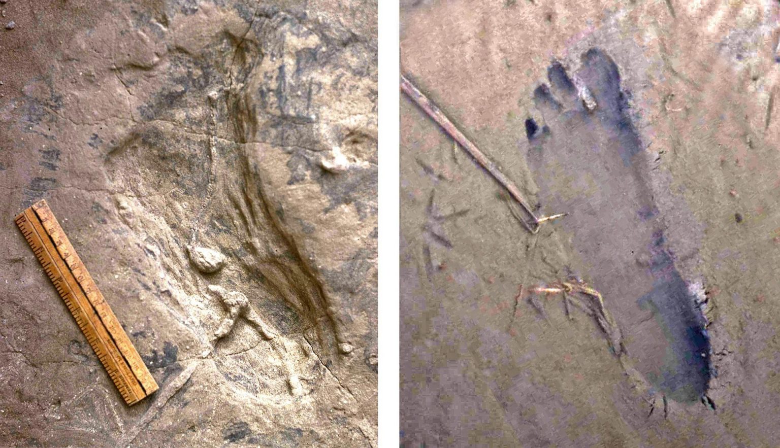 1.5 Million-Year-Old Tracks Reveal Unexpected Coexistence of Two Human ...