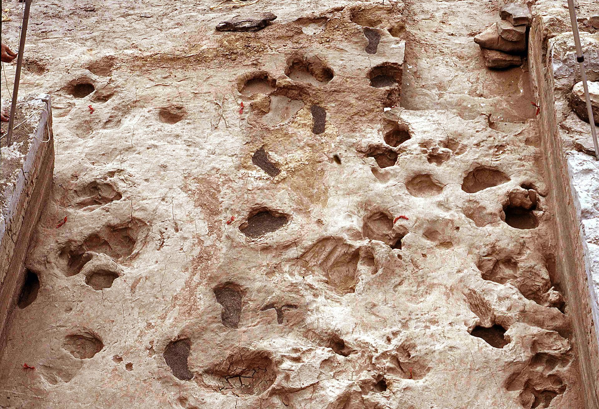 1.5 Million-Year-Old Tracks Reveal Unexpected Coexistence of Two Human ...