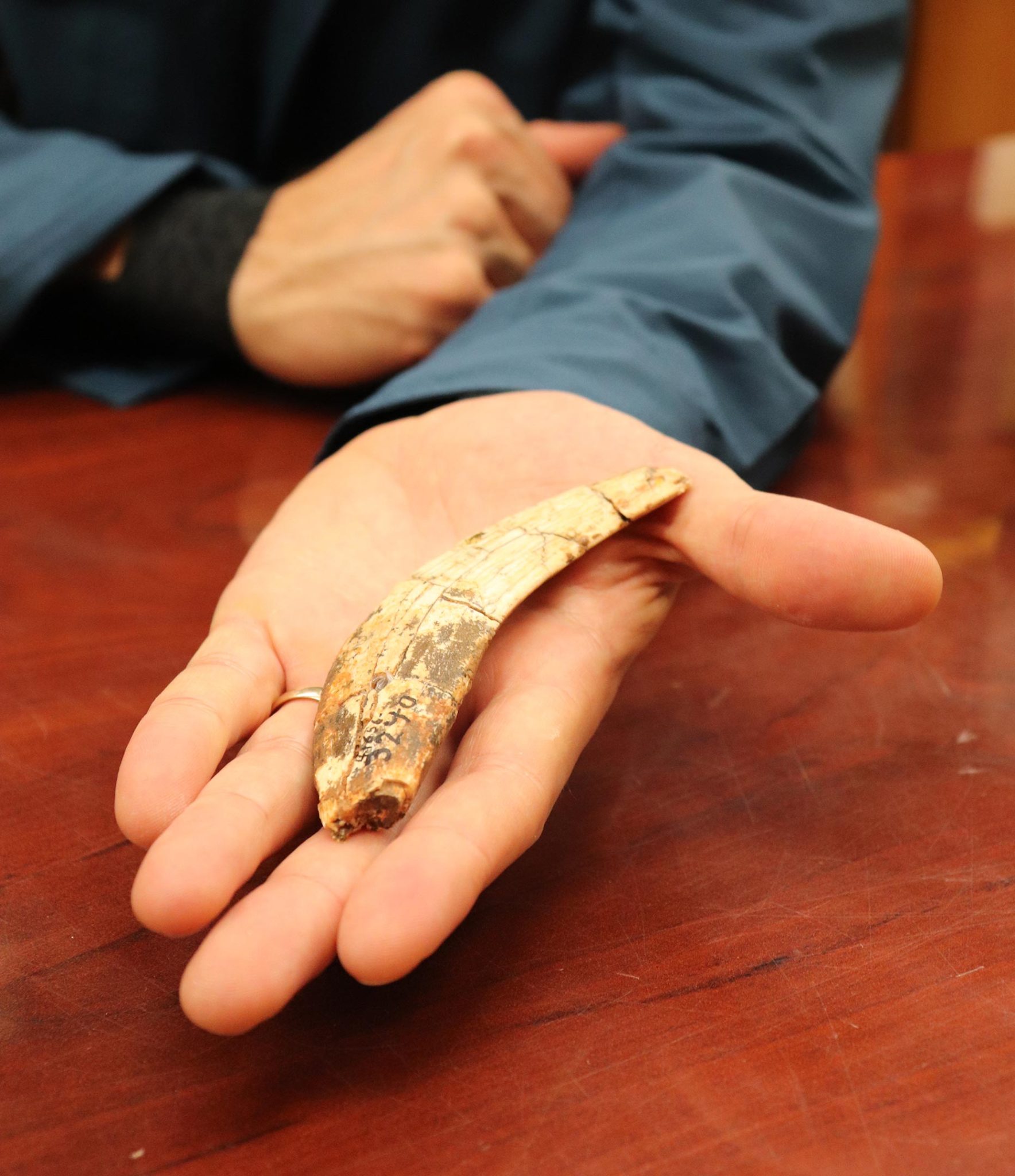 Just 2 Inches: Tiny Fossil Rewrites Our Understanding of Saber-Toothed Cats