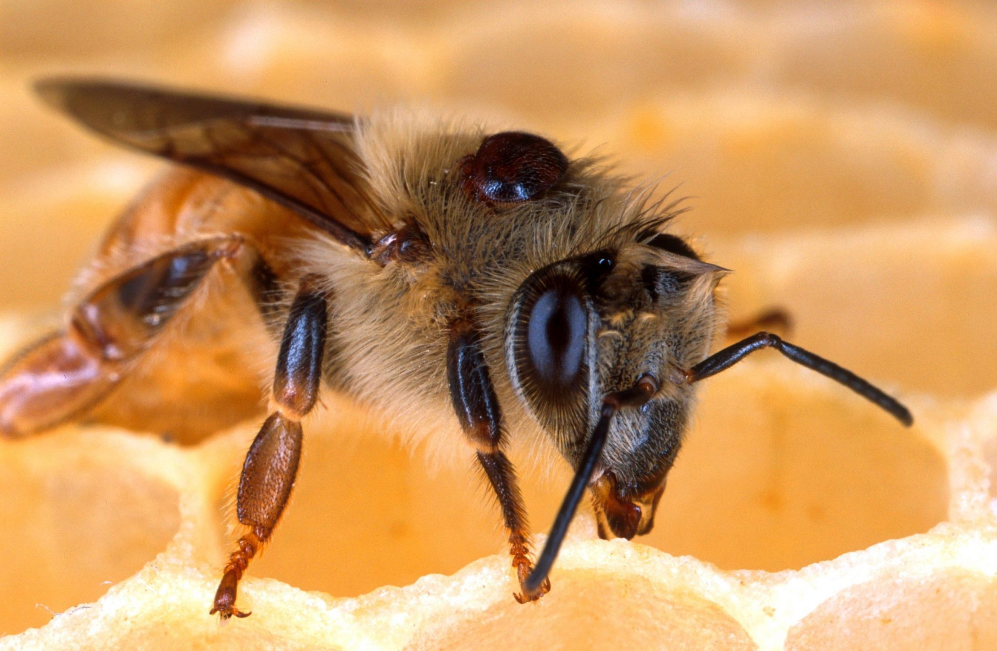 “Honey Bee, It’s Me” – Gut Bacteria Is Key to Bee ID