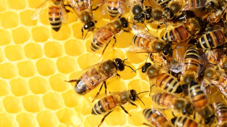 French Bees Producing Blue and Green Honey Due to Unusual Taste Preference