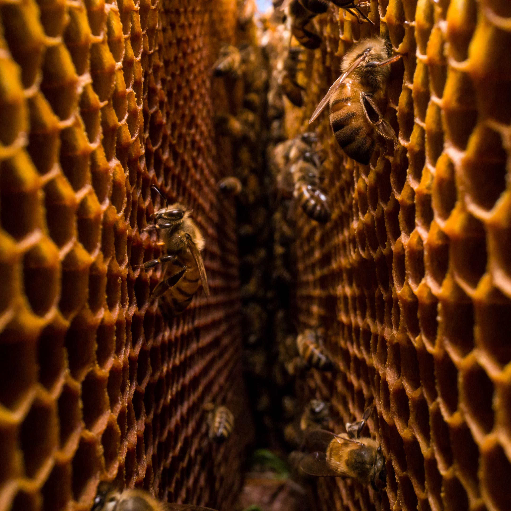 Double-Sided Genius: Why Bees Organize Their Nests Symmetrically