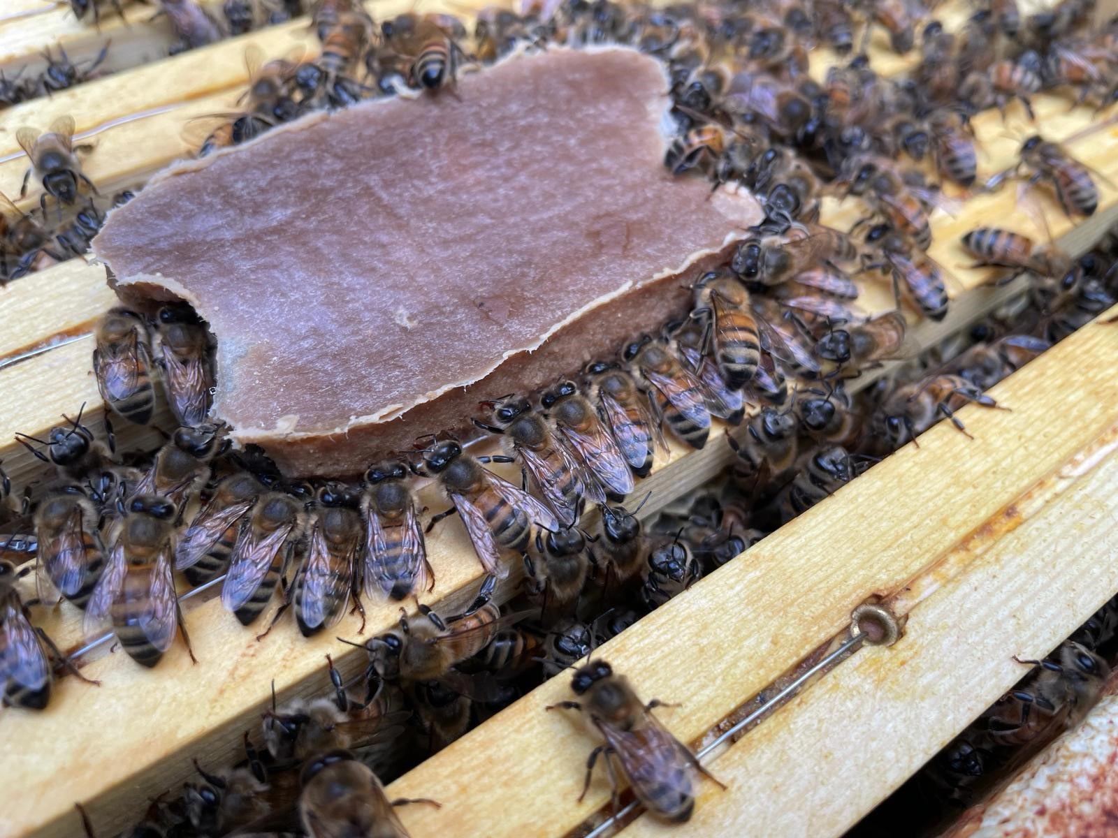 New Pollen-Replacing Food Could Save Bee Colonies Worldwide