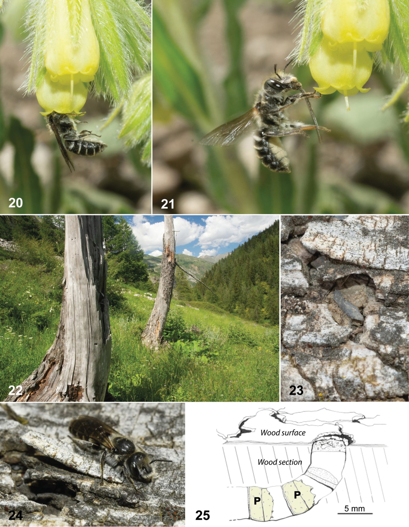 Buzzing Discovery: European Scientists Uncover New Bee Species in an ...