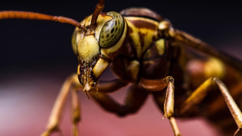 5 Questions Answered: What Are “Murder Hornets” and Are They Really ...
