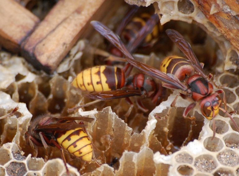 Batesian Mimicry: These Bats Scare Off Predators by Buzzing Like Hornets