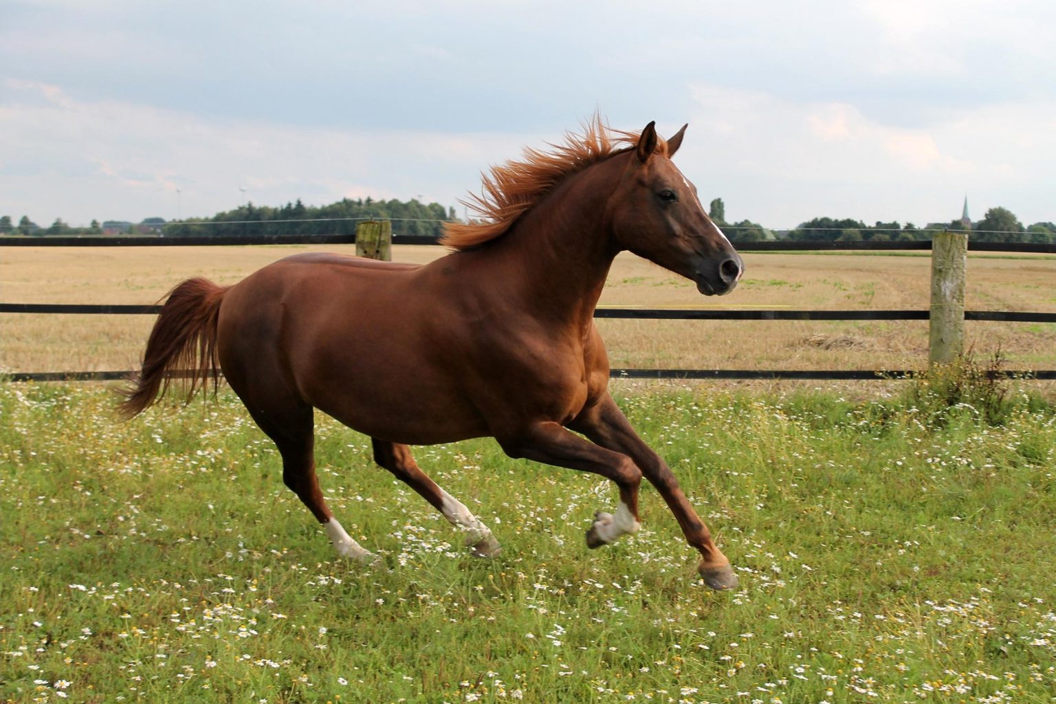 Animals Evolved the Ability To Gallop 472 Million Years Ago – Before ...