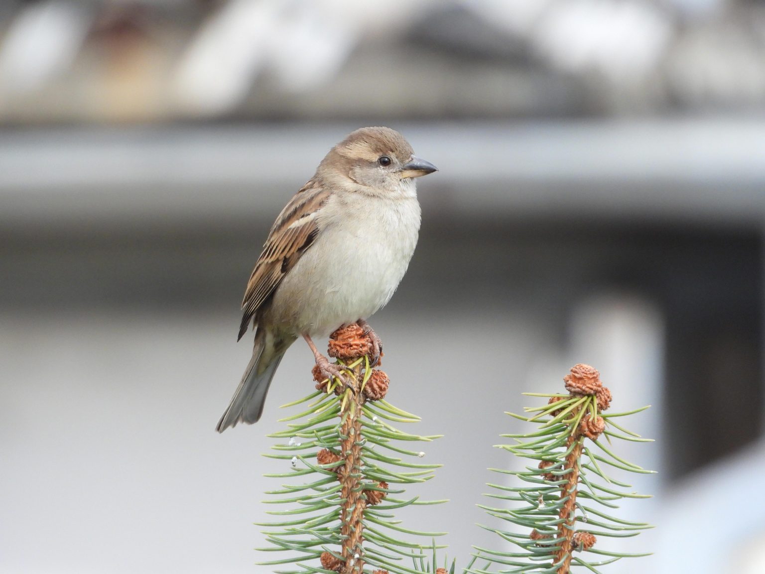 Birds in Cities Fear Women More Than Men and Scientists Don’t Know Why