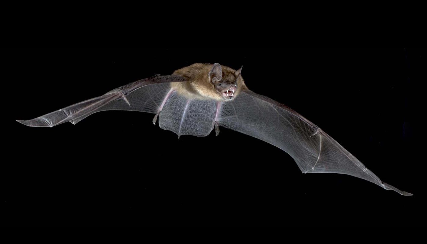 Researchers Studied a Colony of Big Brown Bats to Learn How Bats ...