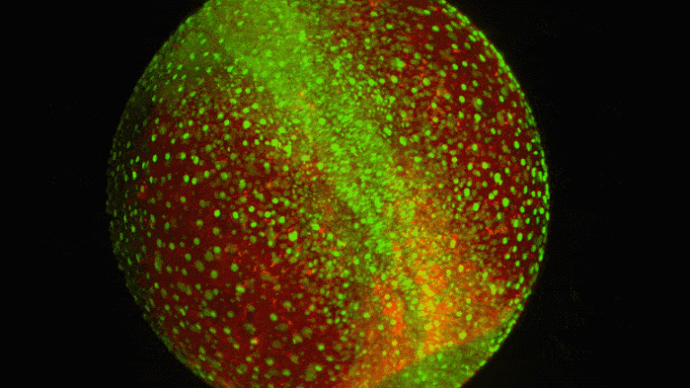 Bioengineers Learn the Secrets to Precisely Turning on and off Genes in ...
