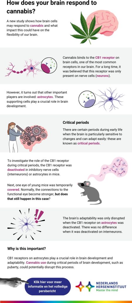 Unveiling How Cannabis Alters Brain Development During Critical Periods