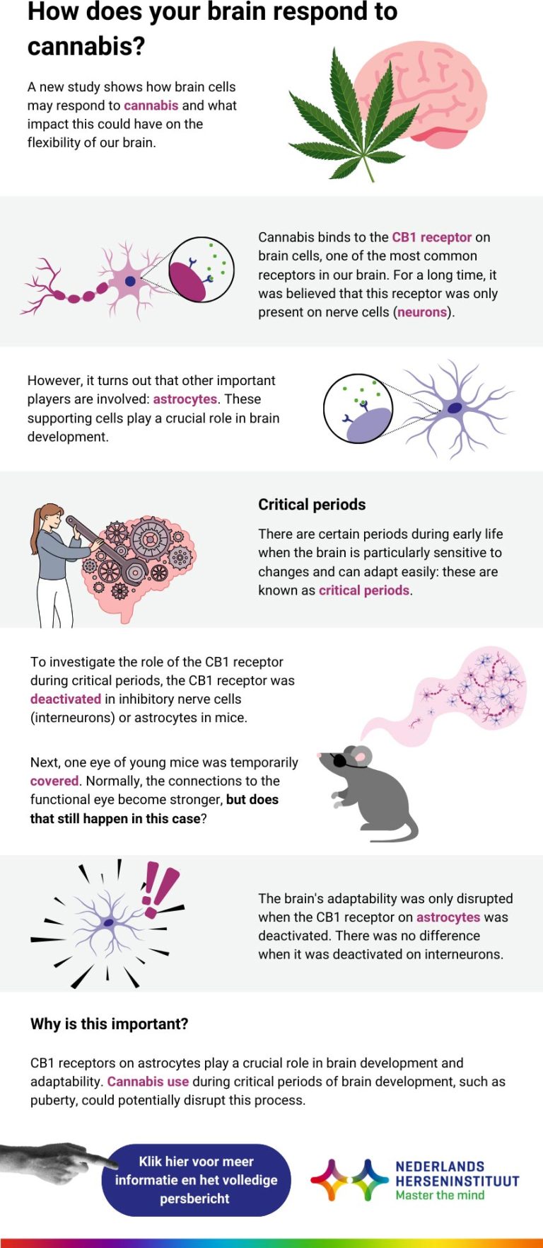 Unveiling How Cannabis Alters Brain Development During Critical Periods