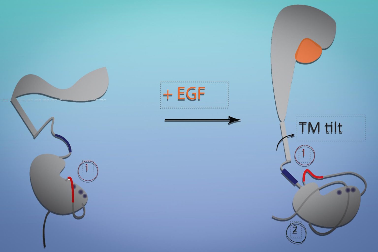 MIT Chemists Discover How a Shape-Shifting Receptor Influences Cell Growth