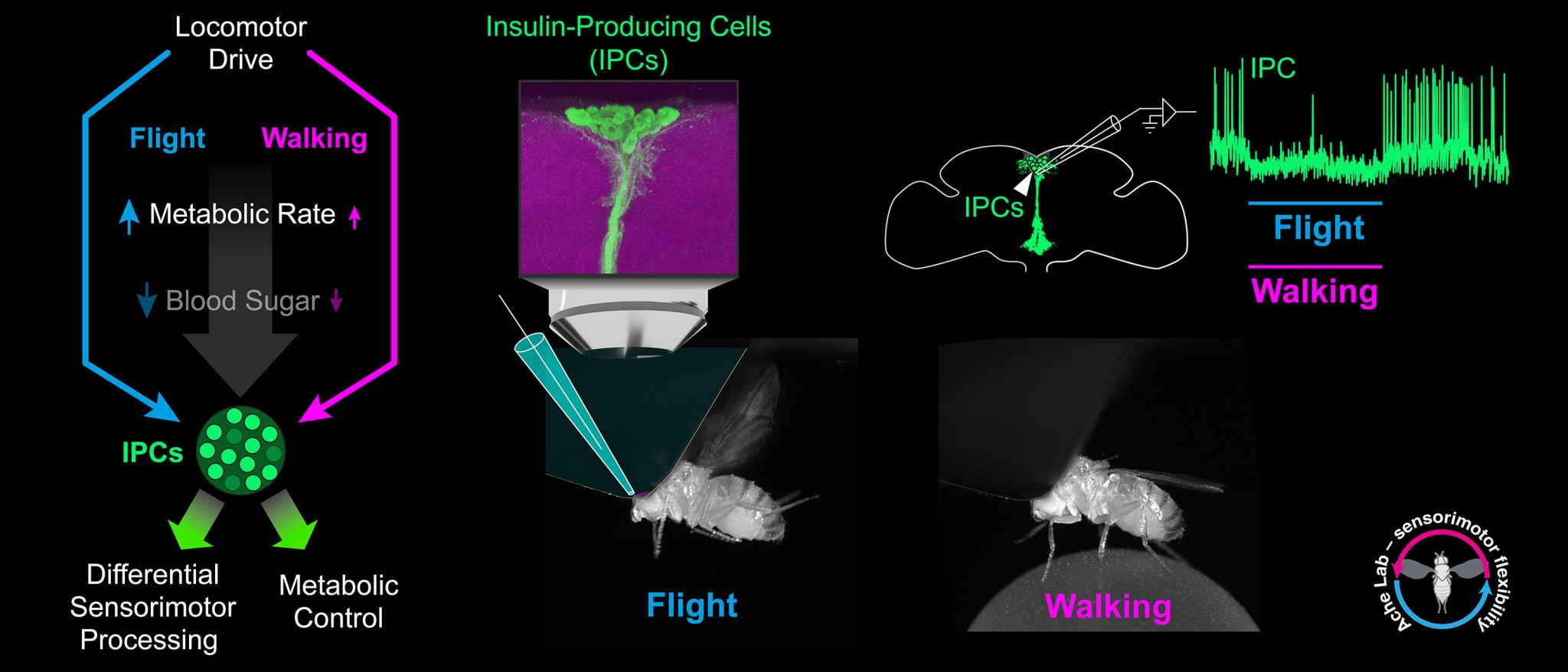 Study Finds That Exercise Curbs Insulin Production
