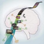 Researchers Discover How the Human Brain Separates, Stores, and ...
