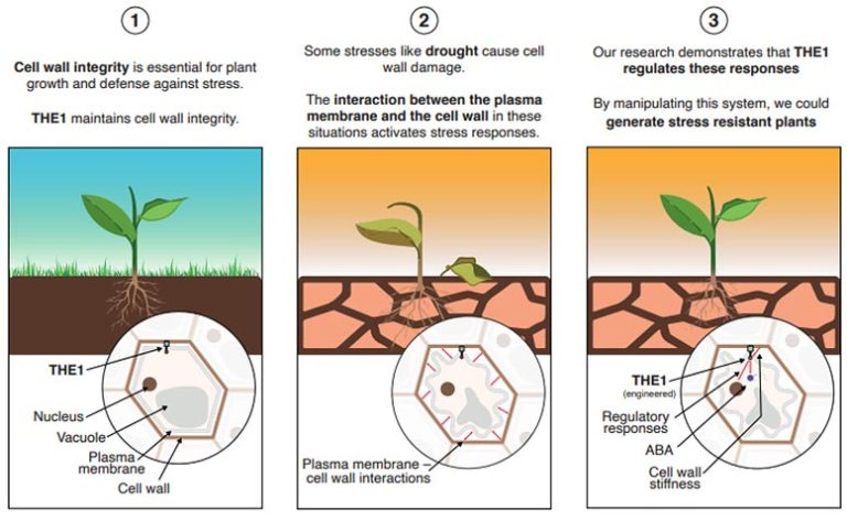 New Research Reveals What Plants Need To Withstand Drought
