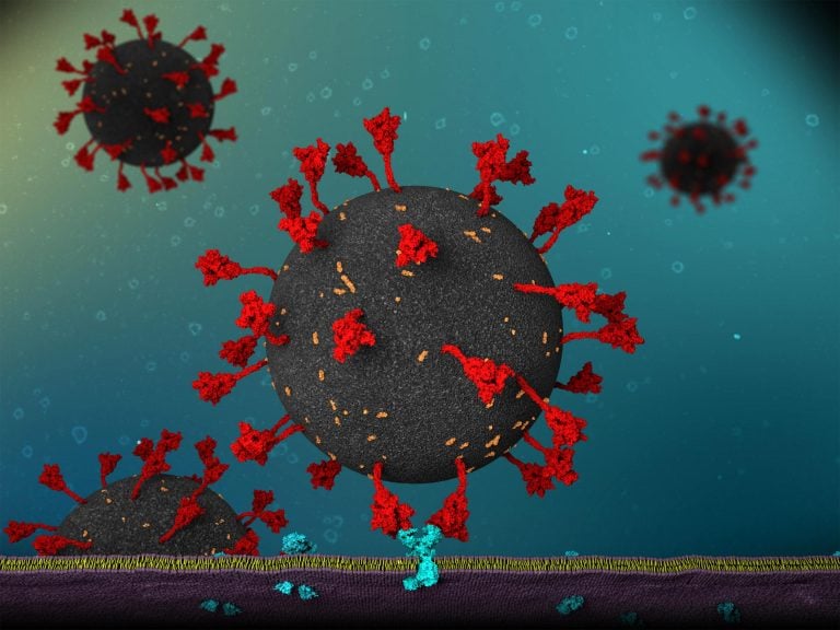 Newly Discovered Virus-Cell Interaction May Explain COVID-19’s High ...