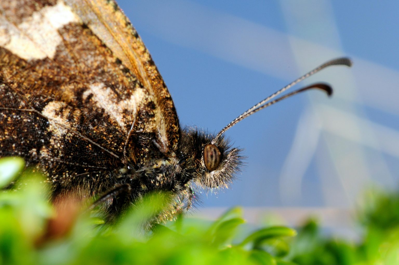 Scientists’ Warning to Humanity on Insect Extinctions – Vital to ...