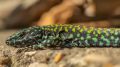 “Incredible Hulk” Lizard Unveils Secrets of Evolutionary Adaptation