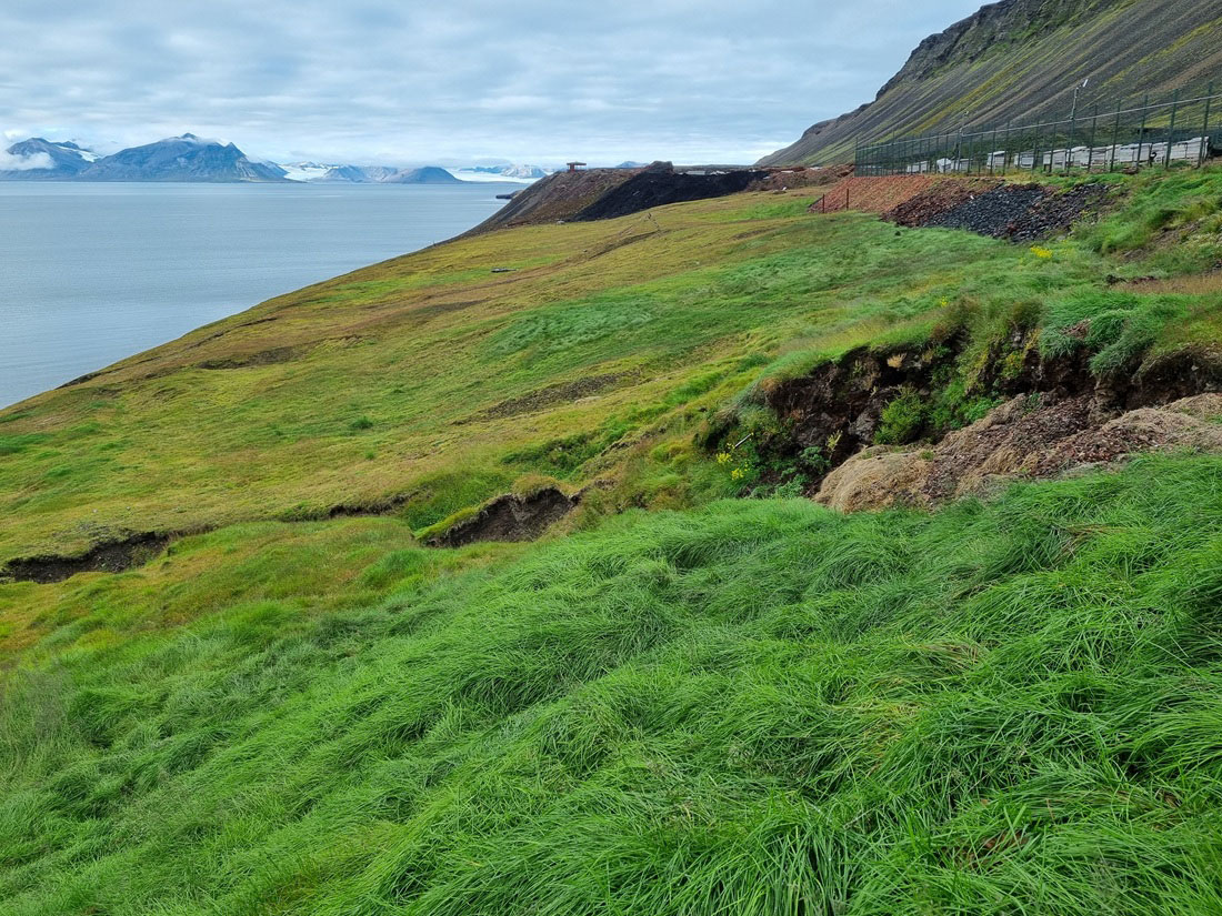 Thousands of Alien Species Could Invade the Arctic, Scientists Warn
