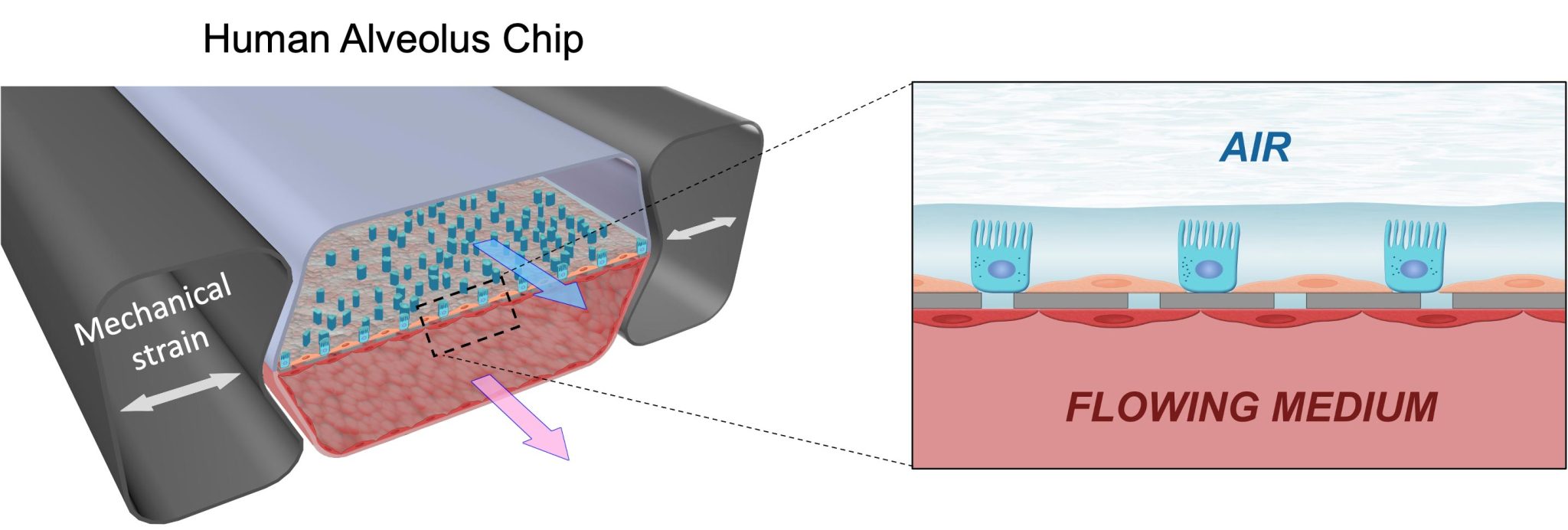 Human Lung Chip: Fighting Viruses Is As Easy as Breathing