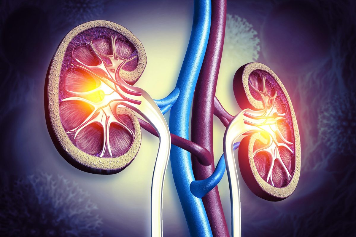 This Antibody Can Slip Into Kidney Cysts and Shut Them Down