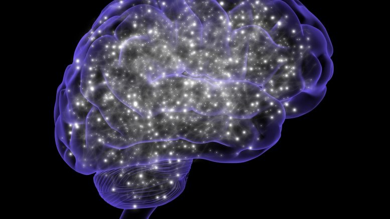 Scientists Discover a New Daily Rhythm Providing Insight Into How Brain ...